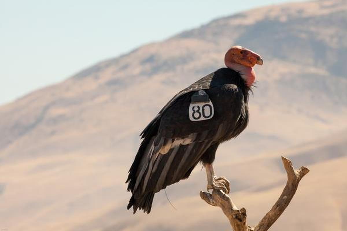 Flight of the condor - The Hindu