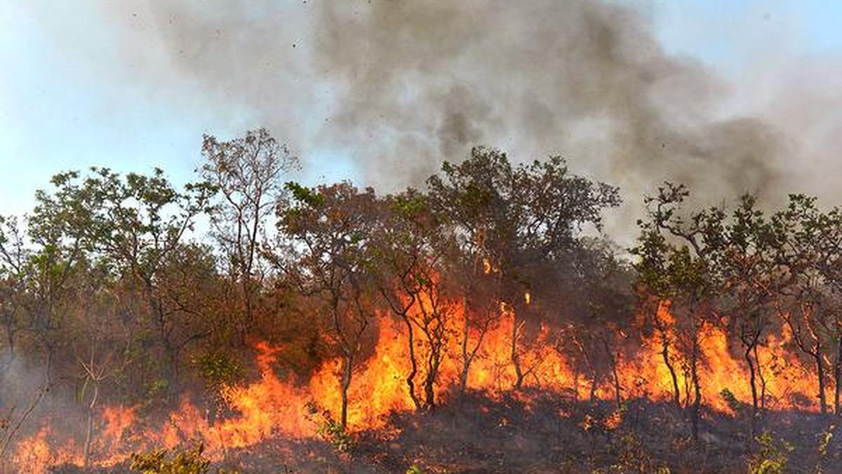 Amazon is burning every year, reminds Nat Geo Society’s Chief Scientist ...