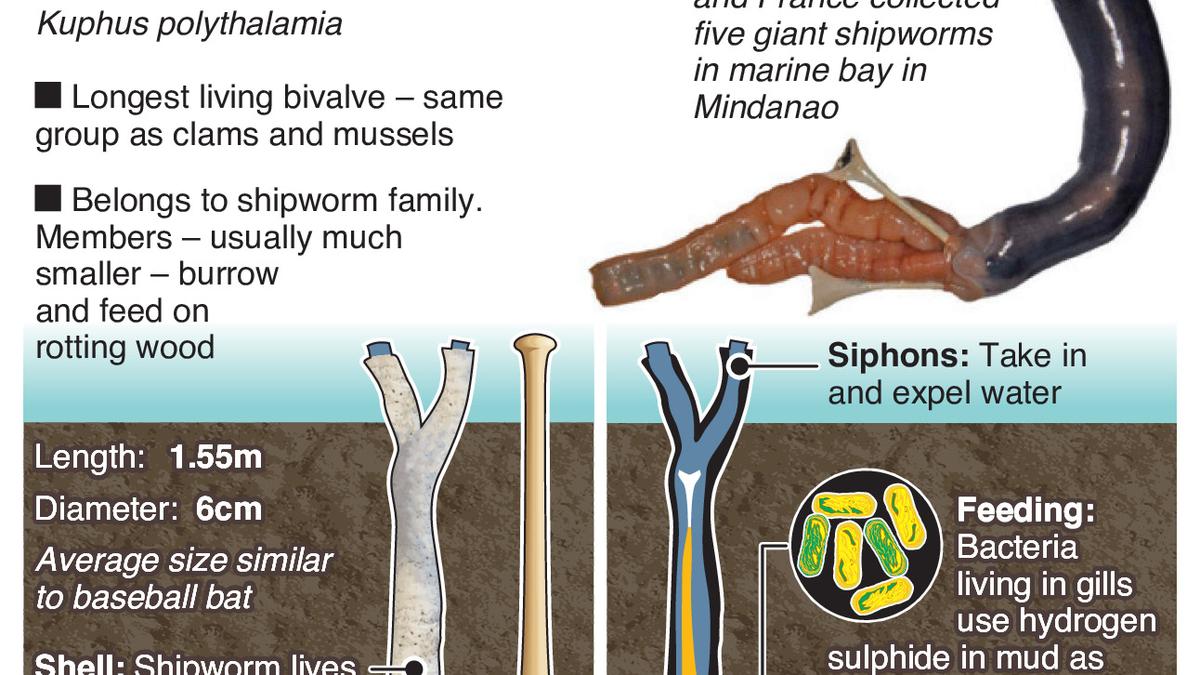 Giant black shipworm that gets energy from sulphur discovered - The Hindu