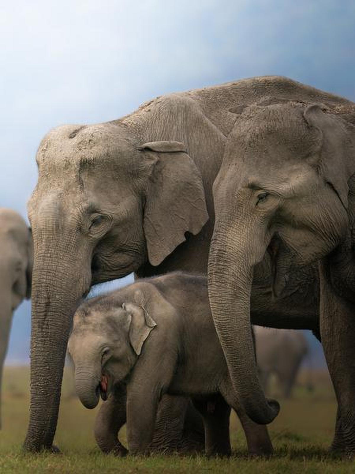 On an elephant chase: India’s wildlife photographers on their lockdown ...