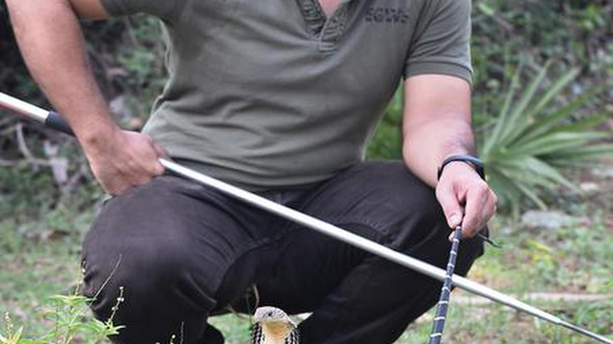 Meet the king cobra rescue team working in Andhra’s Eastern Ghats ...