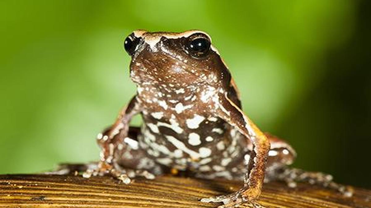 Blink and miss: Kerala’s mystery frog - The Hindu