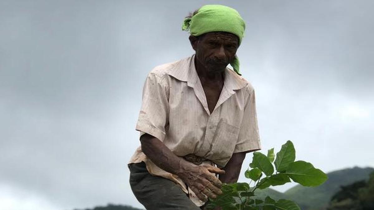 Here's how to gift a tree to a loved one - The Hindu