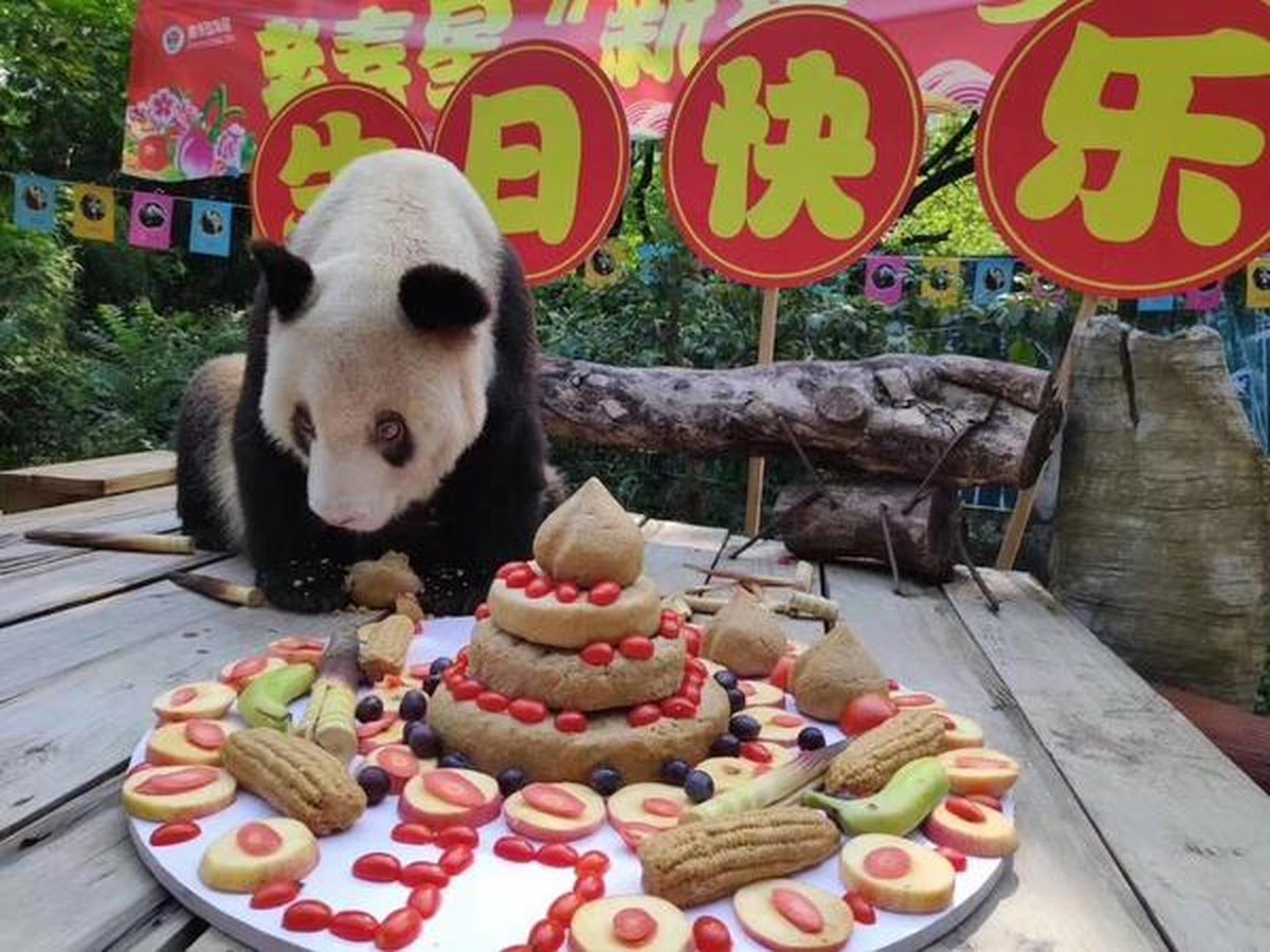 World's oldest panda in captivity dies in China - The Hindu