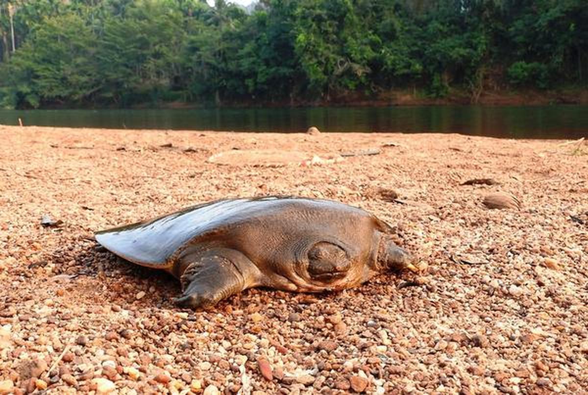 Chasing the Cantor’s Giant Softshell Turtle - The Hindu