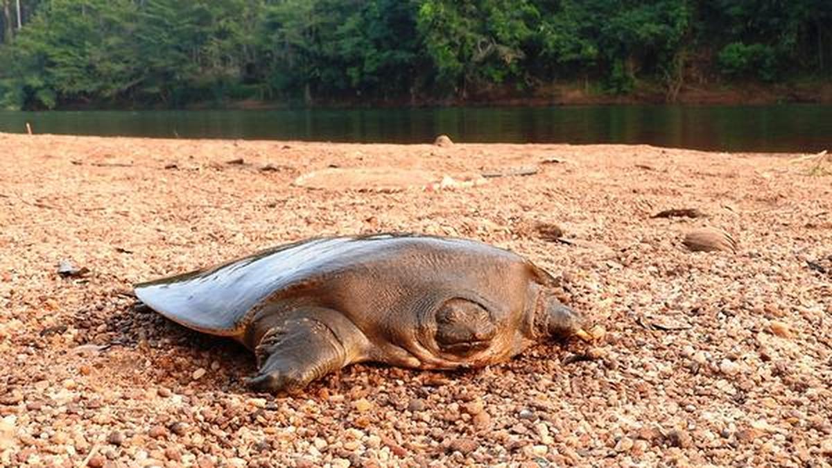 Chasing the Cantor’s Giant Softshell Turtle - The Hindu