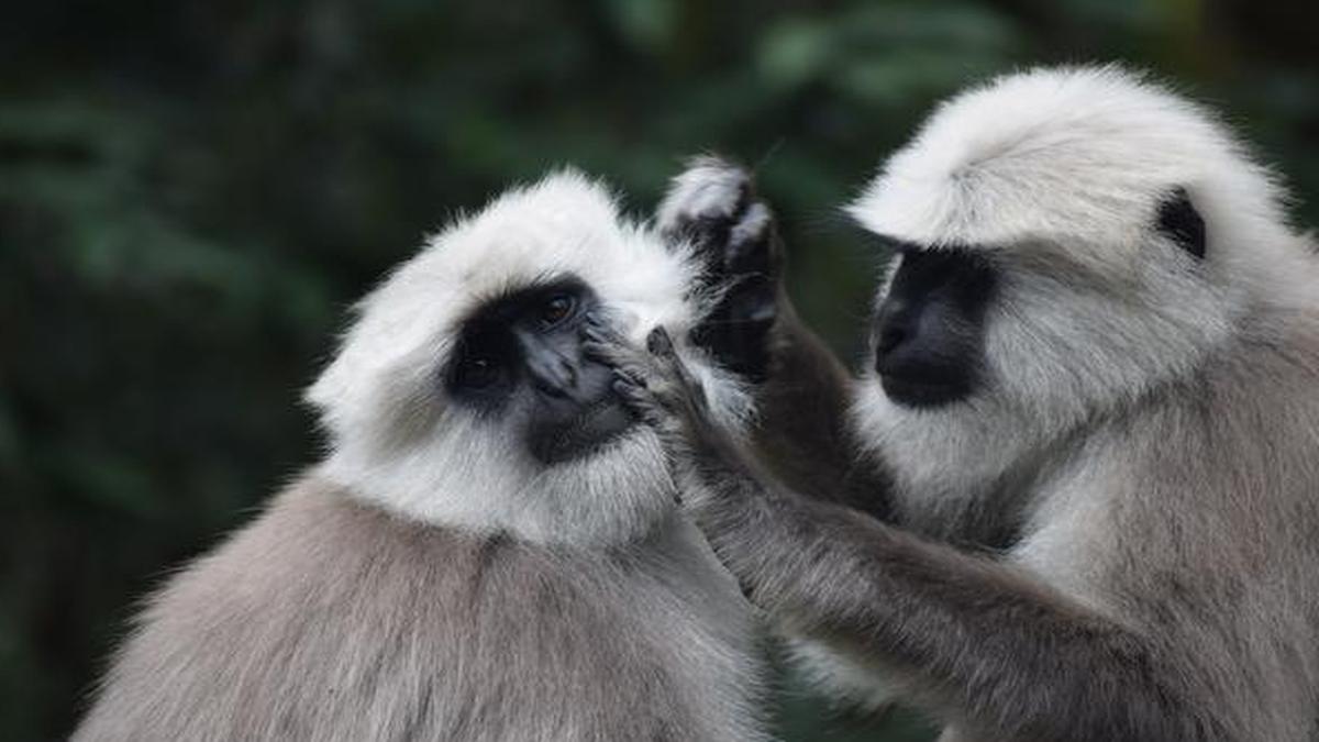 Team alpha Himalayan langurs - The Hindu