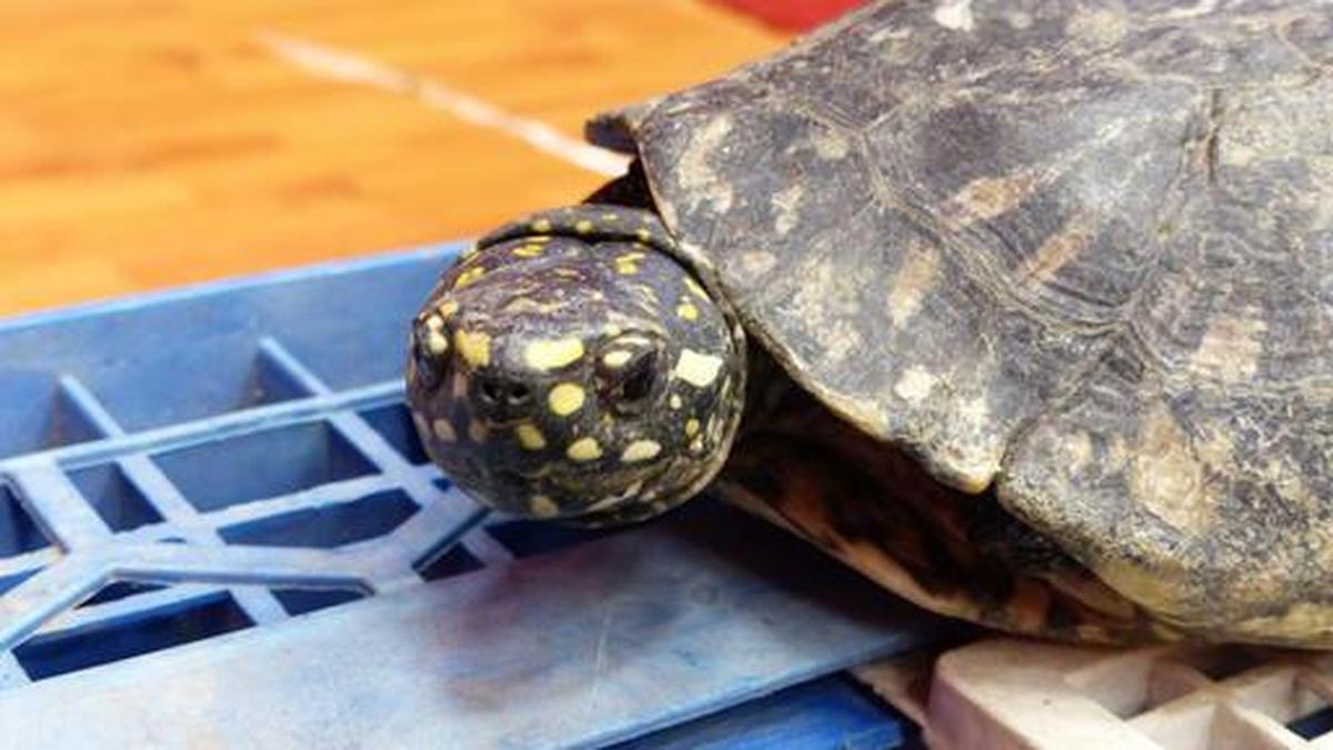 India sees highest seizure of black spotted turtles - The Hindu