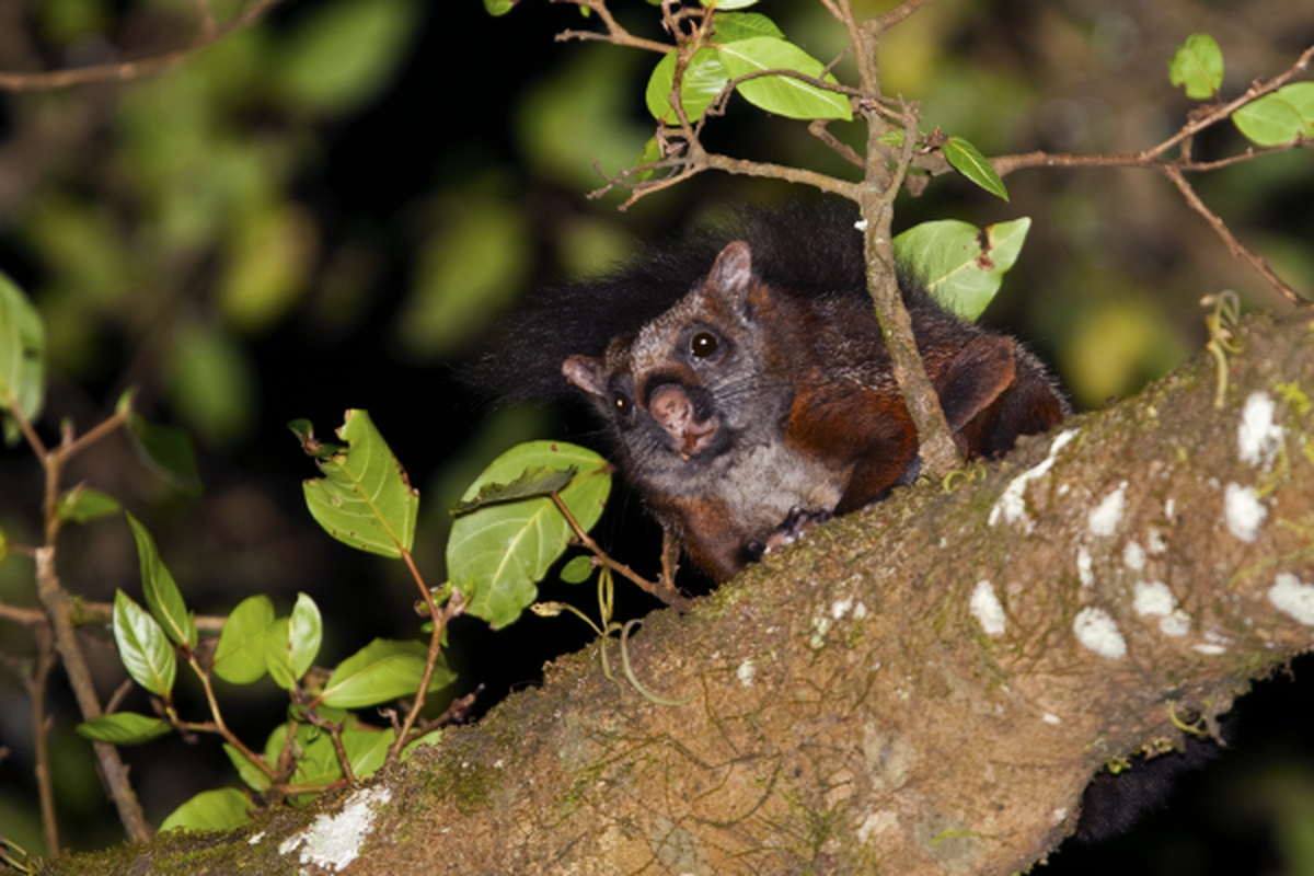 Flying squirrels: Vanishing wizards of the night - The Hindu