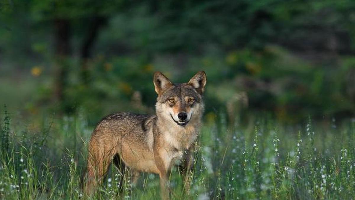 Wolfing down watermelons - The Hindu