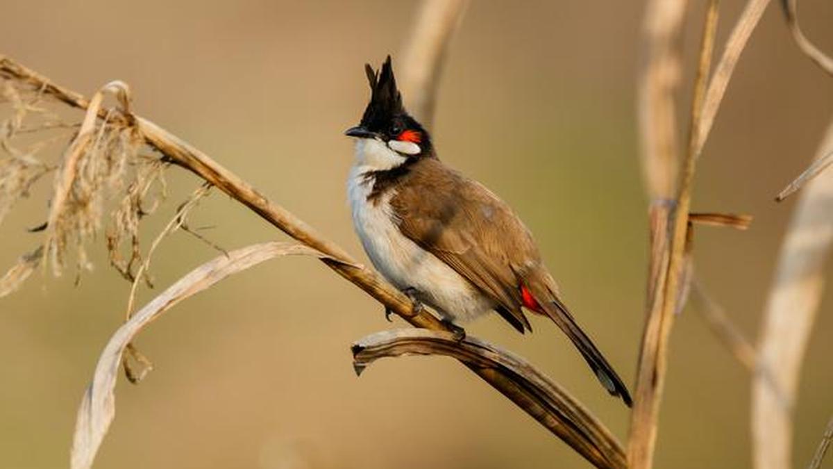 The urban songbird: On the Red-whiskered Bulbul - The Hindu