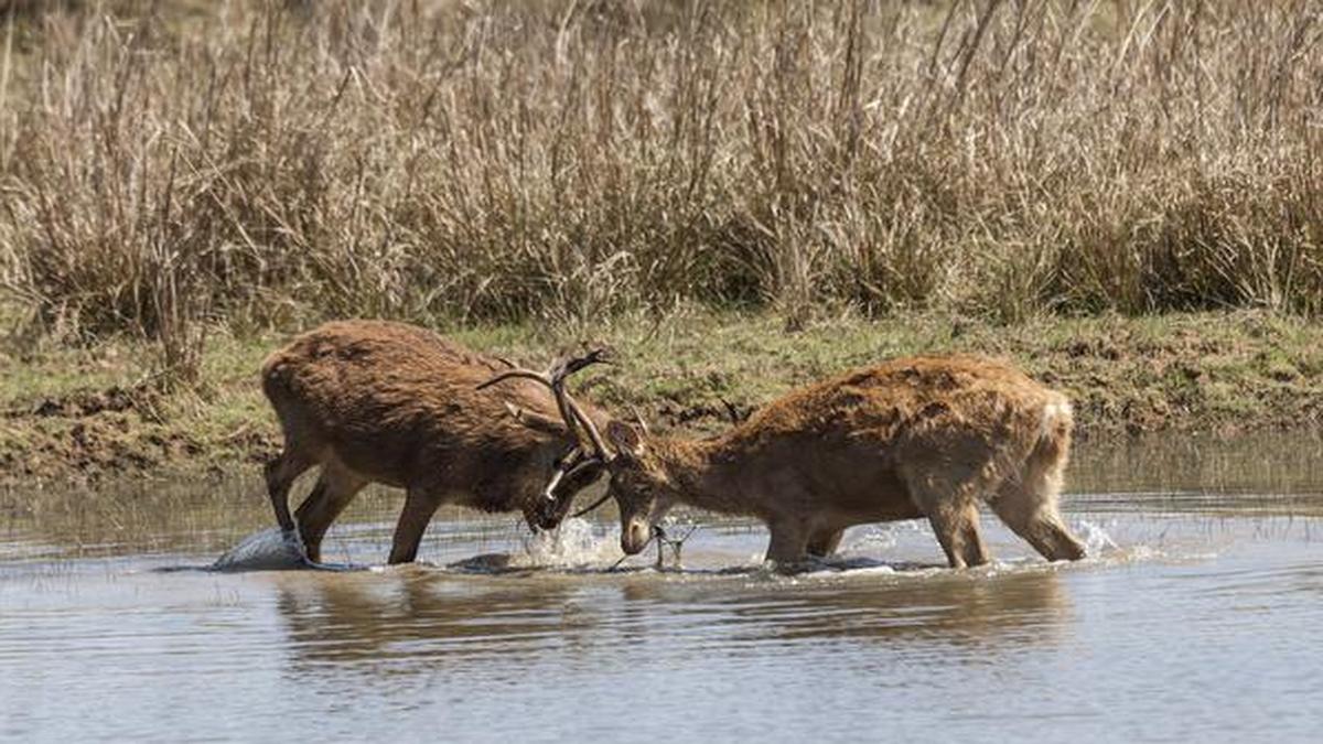 Survival skills of the swamp deer - The Hindu