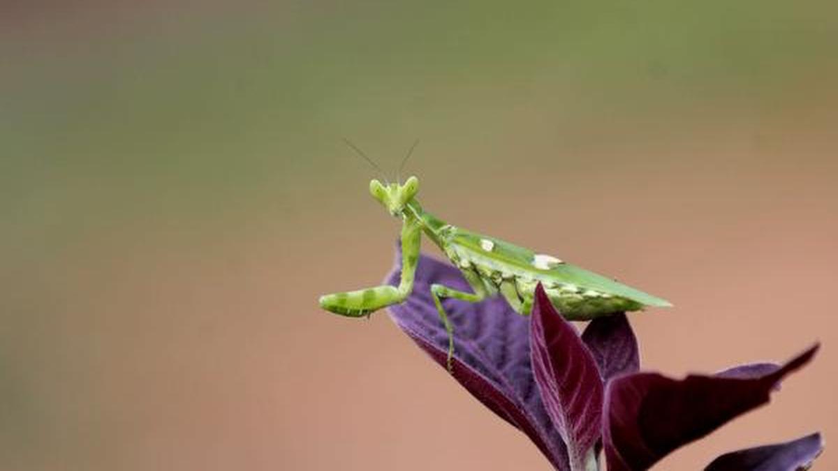 Praying Mantis Eating Mate