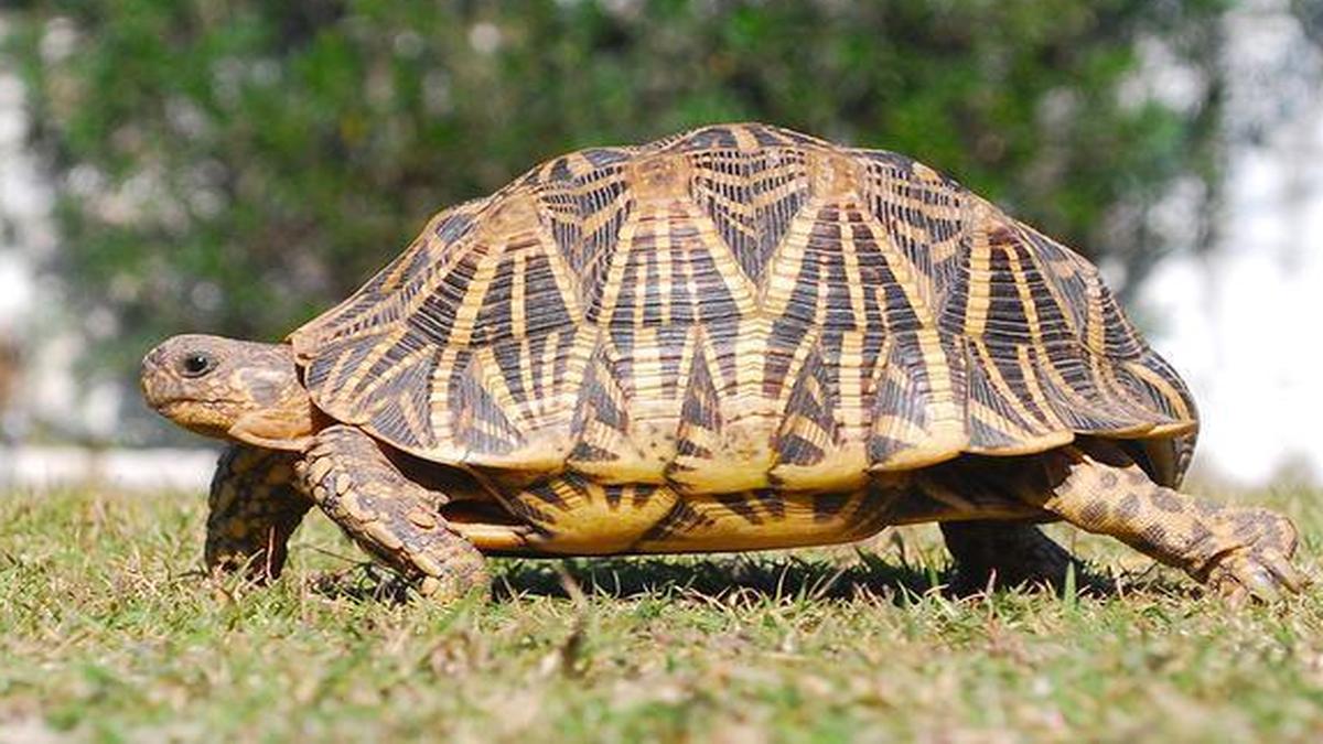 India to seek boost to protection status of 5 species at CITES - The Hindu