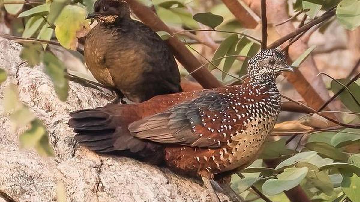 Painted Spurfowl: A resident bird that ‘chooses’ its hills with a fine ...