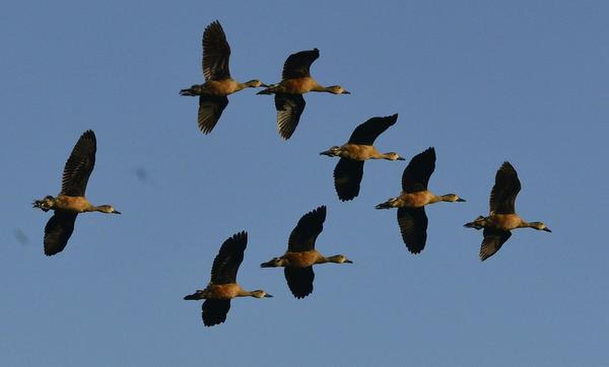 Migratory species live fast, die young: study - The Hindu