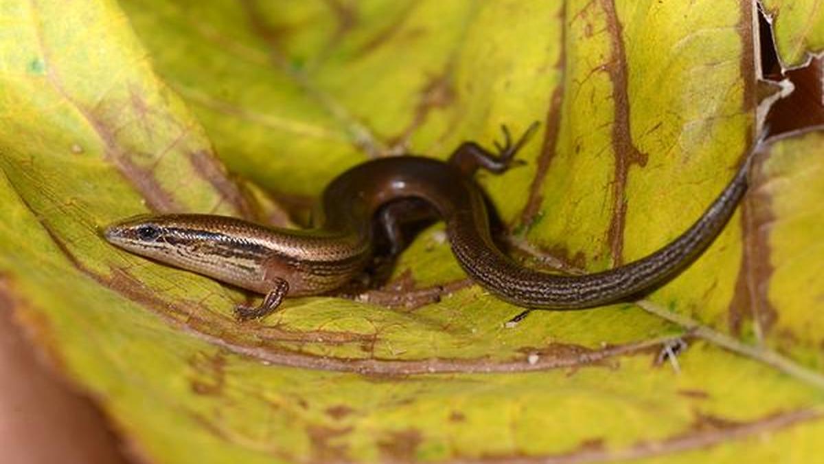 New species of skink found from Western Ghats - The Hindu