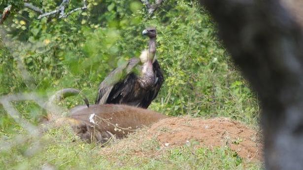Why vultures are important to protect Nature - The Hindu