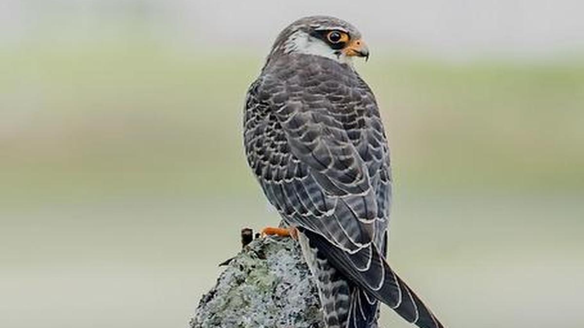 With livelihoods at stake, it’s a struggle for these saviours of ...