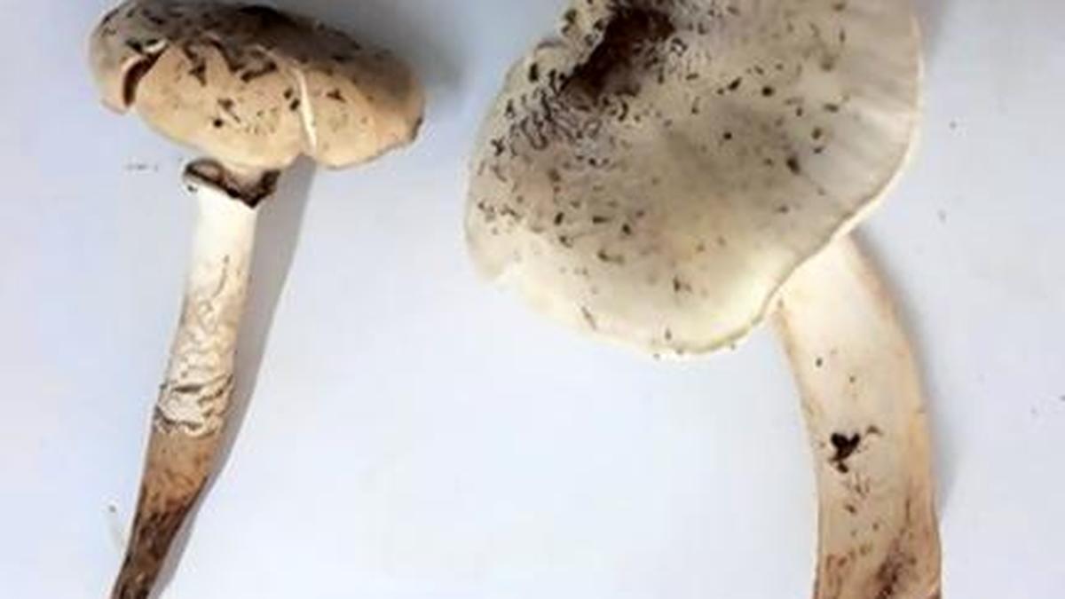 Mushrooms show early fruiting in Goa - The Hindu