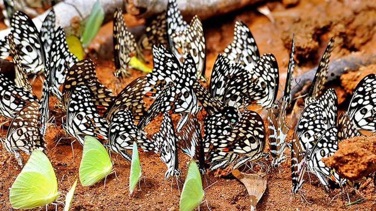 Causing a flutter in Vizag - The Hindu