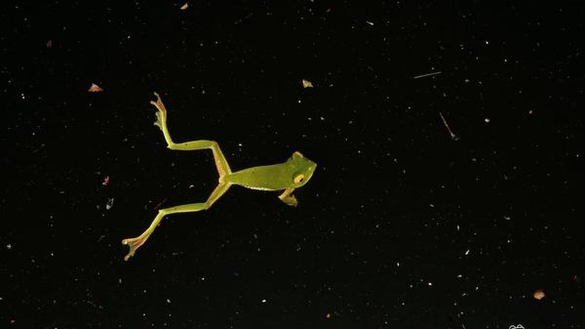 How the critically endangered Anaimalai flying frog got a new home ...