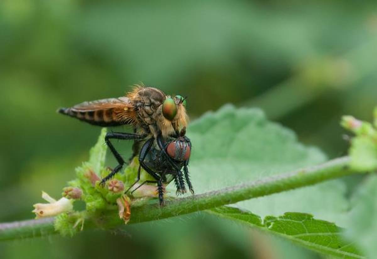 Robber Flies are the ‘assassins’ of the insect world - The Hindu
