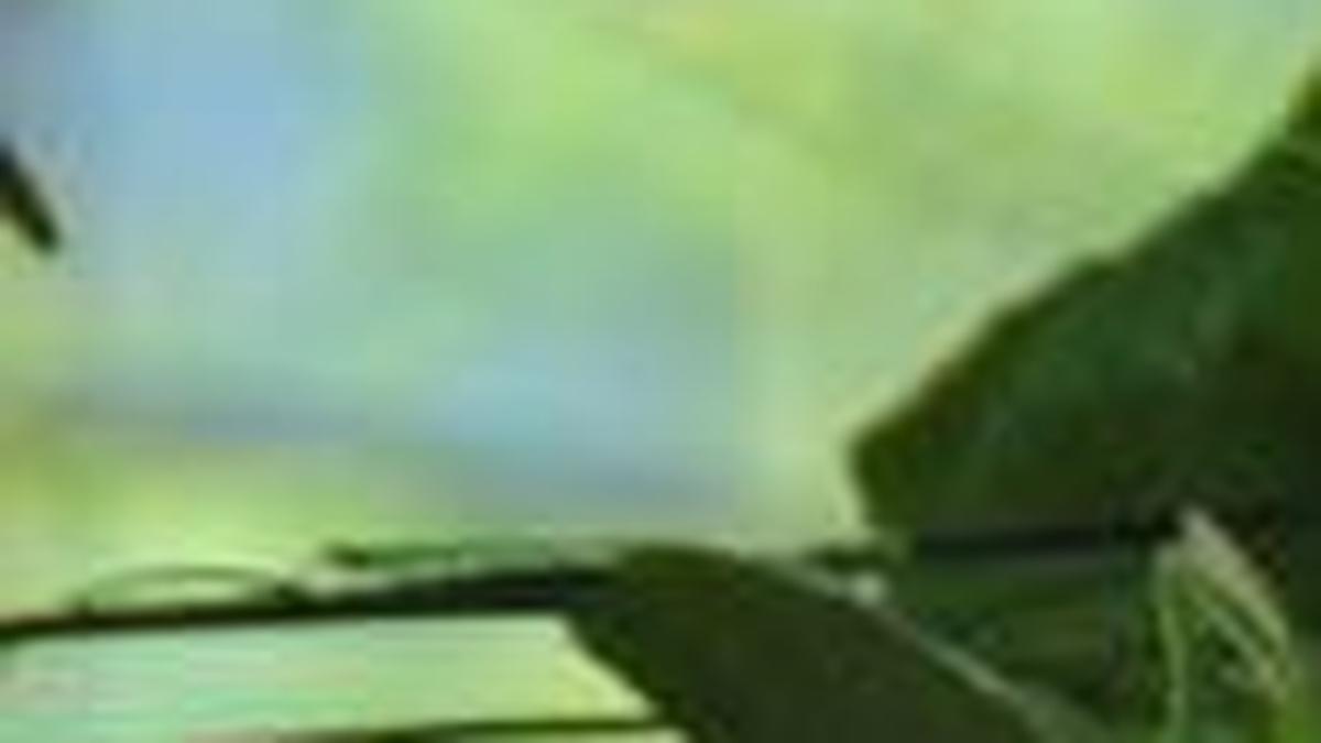 How naturalists help rekindle a sense of wonder - The Hindu