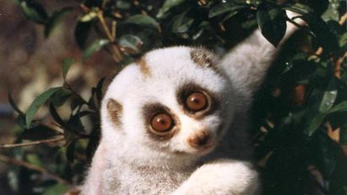 The Bengal slow loris: Cuddly with a chance of venom - The Hindu