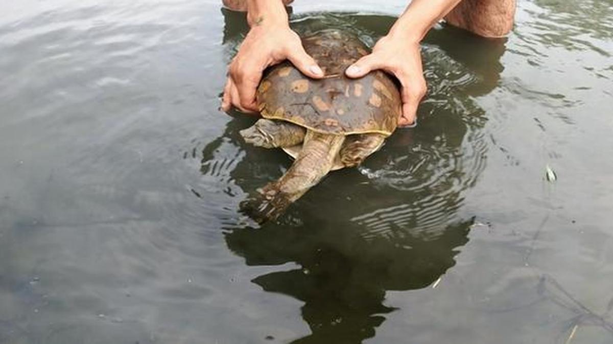 Assam temple turtles set free in the wild - The Hindu