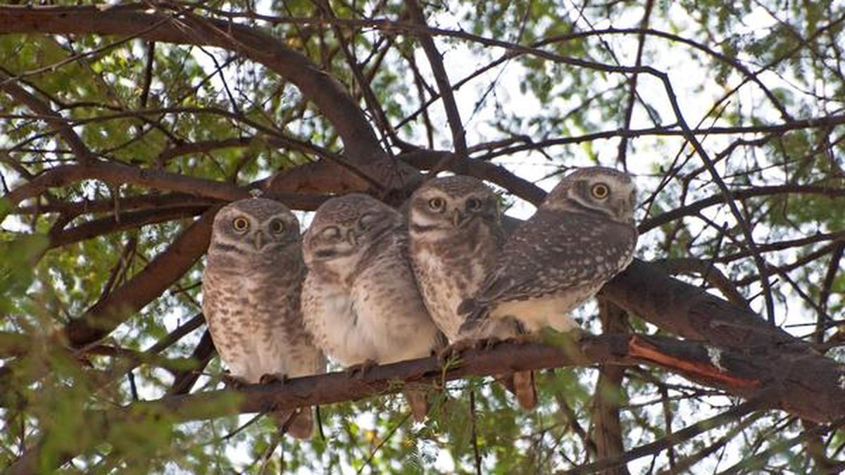 Spotting the spotted owlet in Delhi - The Hindu