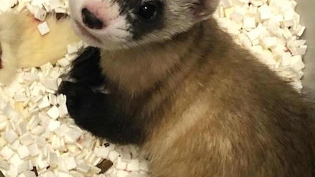 Elizabeth Ann, the first cloned ferret, spurs hope for endangered U.S ...