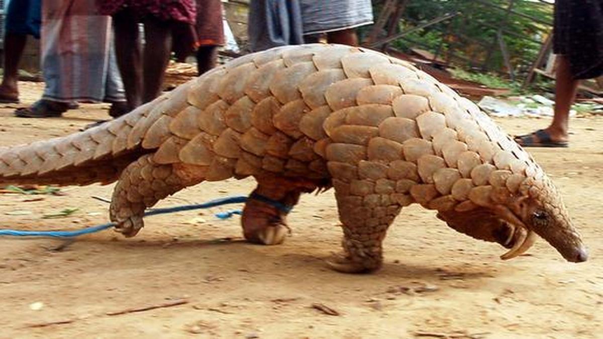 Nandankanan zoo must release pangolins kept in captivity: environmental ...