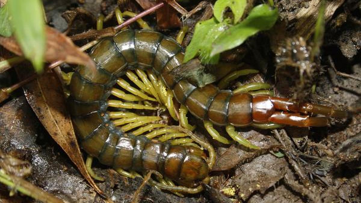 Moving continents created new centipede species - The Hindu
