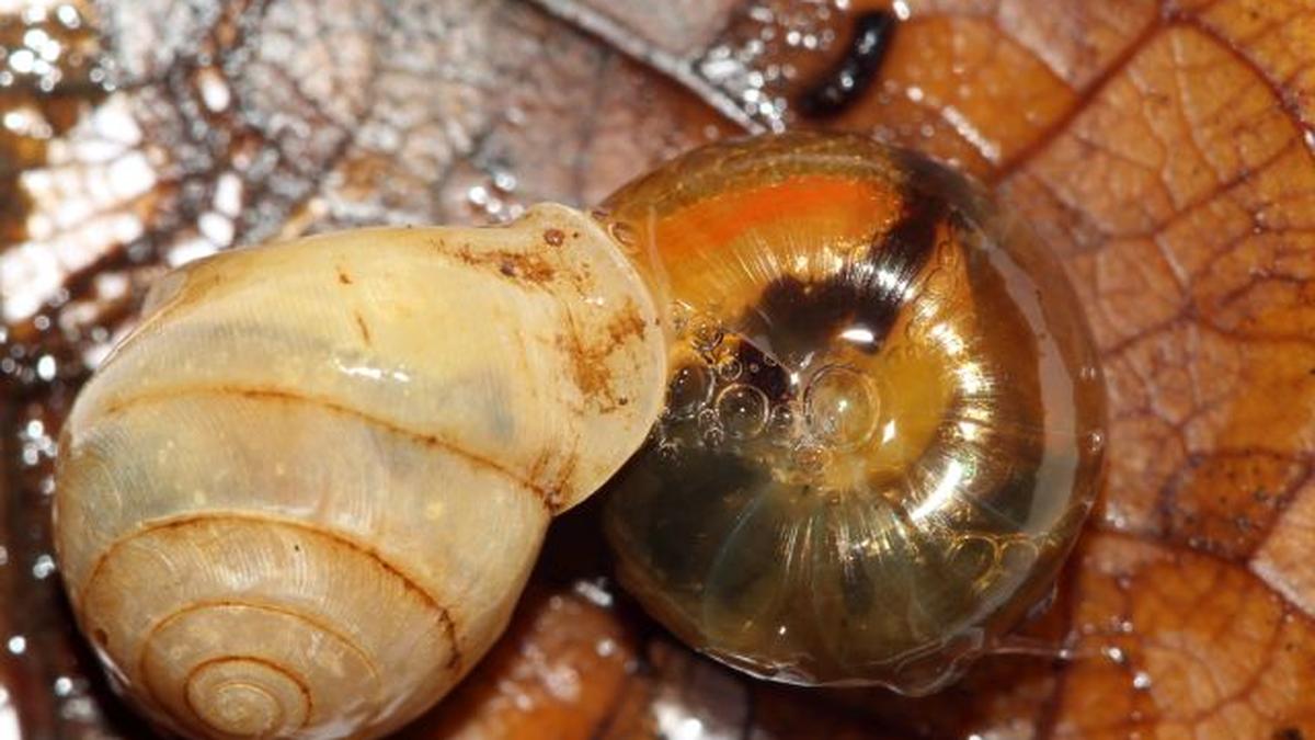 Tiger touch for India’s newest snail recorded - The Hindu