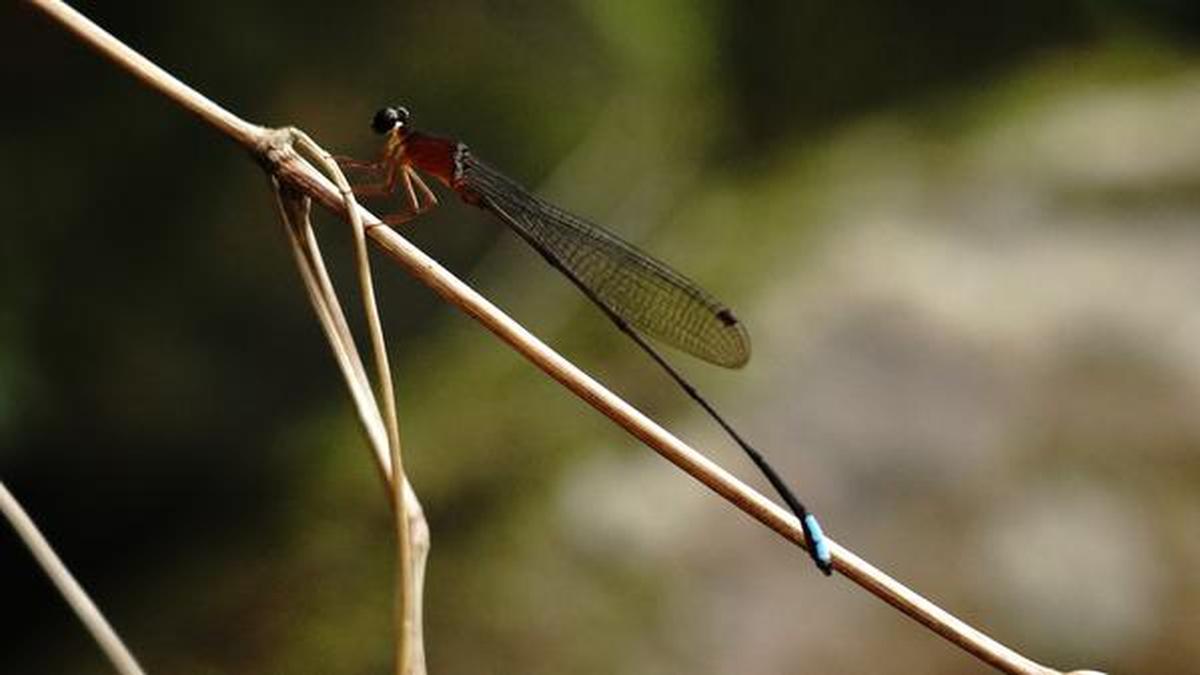 Saffron reedtail damselfly spotted near Mundakkayam - The Hindu