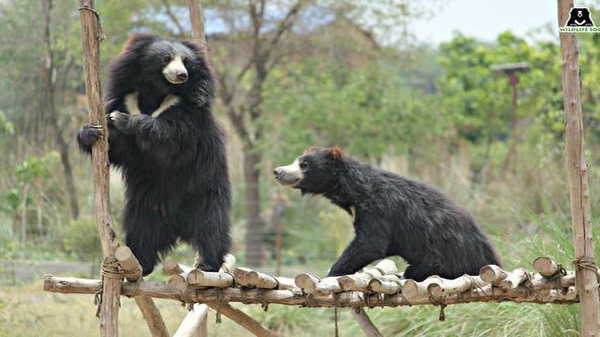 How Wildlife SOS rescues elephants and sloth bears from the streets of ...