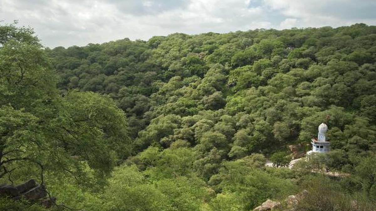 Dhok, the purple-heart tree warrior of the Aravallis - The Hindu