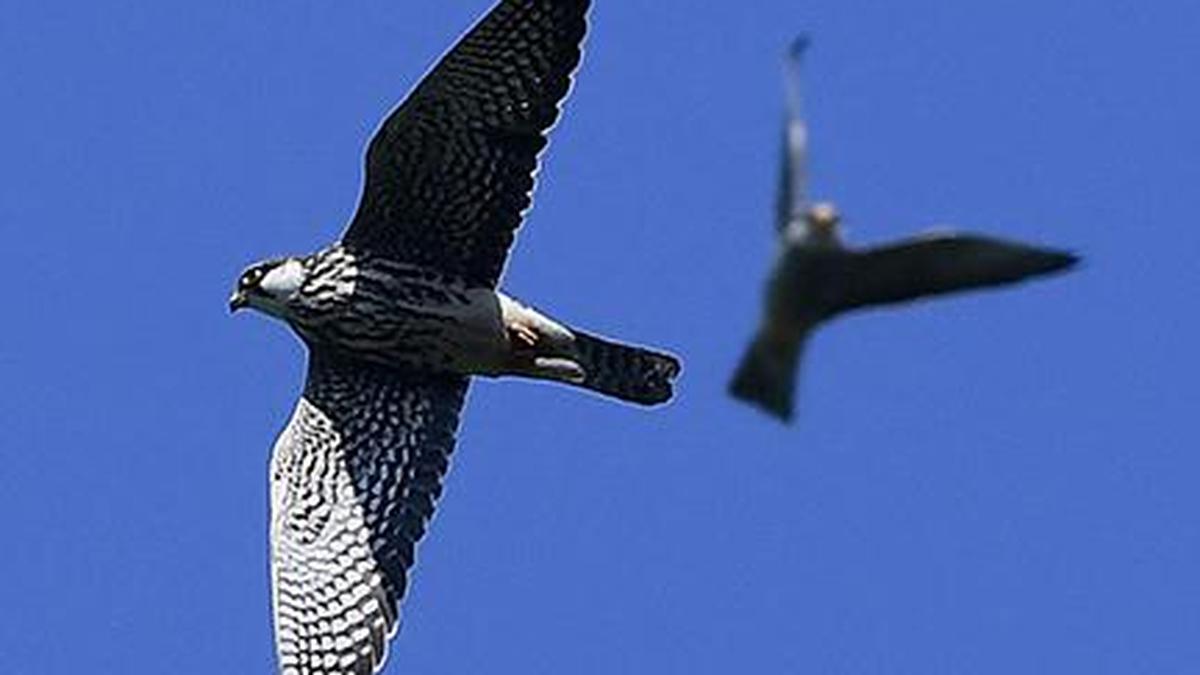 Amur falcon makes it to Somalia from Manipur - The Hindu