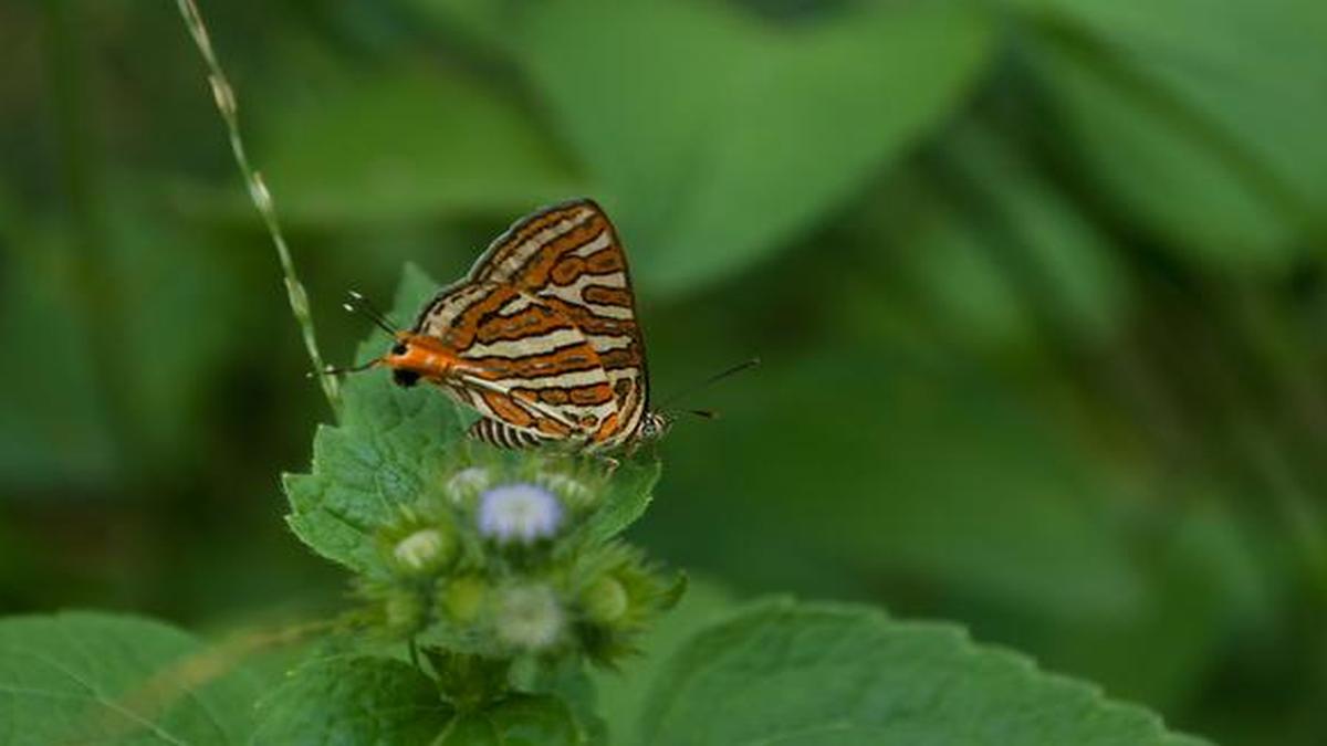 The case of the butterfly with the false head - The Hindu