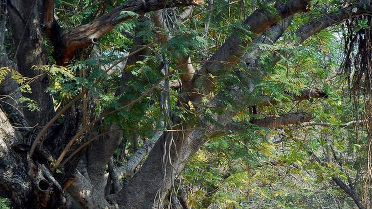 Preserving existing trees - The Hindu