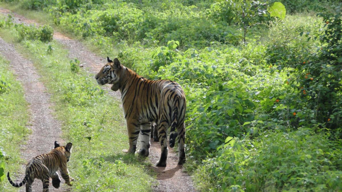 Involving locals in reviving tiger population pays off in Panna Tiger ...