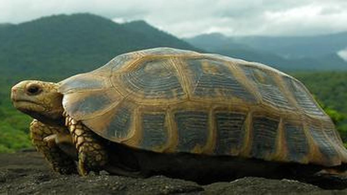 The rise of the Travancore tortoise - The Hindu