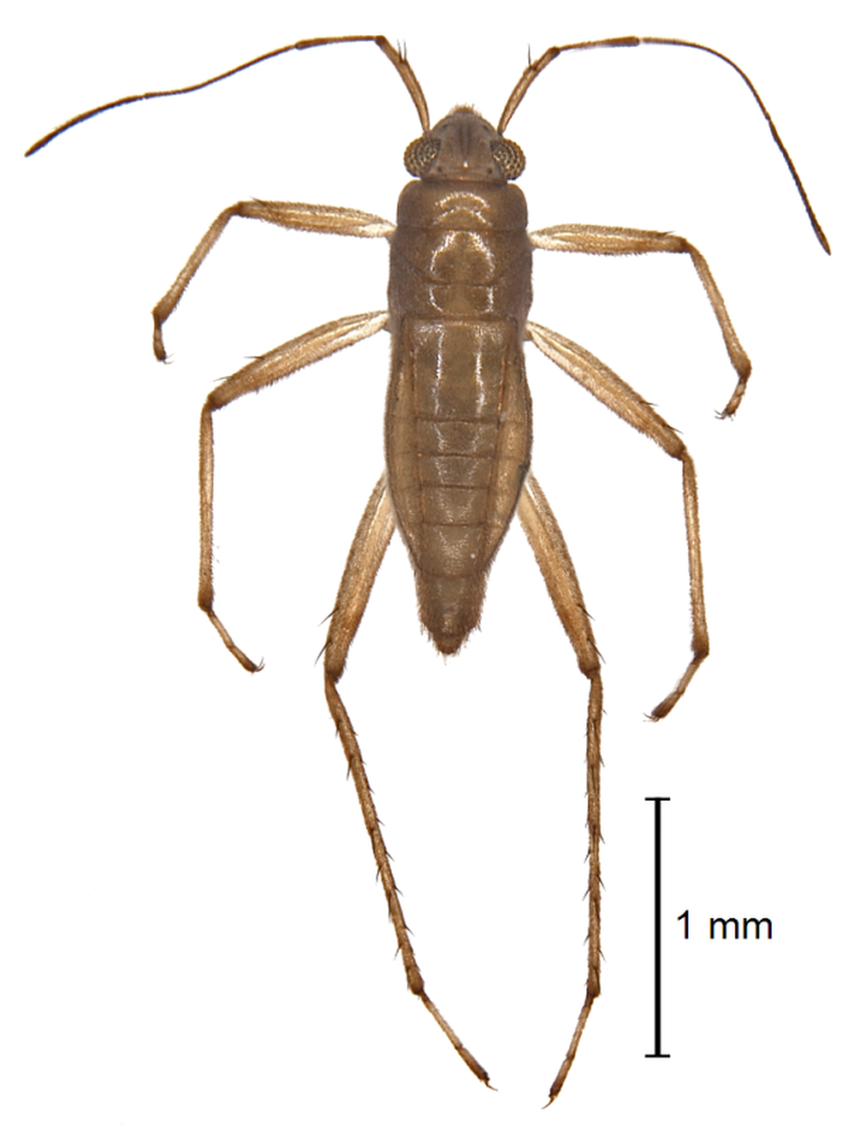 7 new species of insects that can walk on water discovered - The Hindu