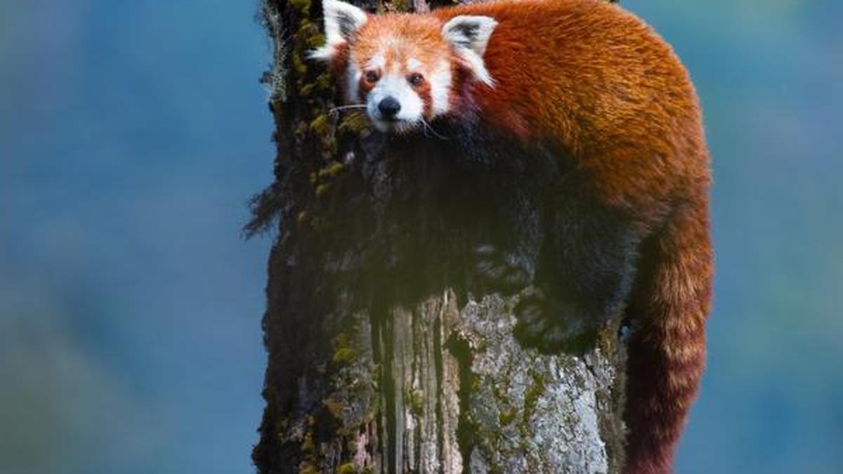India home to both species of red panda, says ZSI study - The Hindu