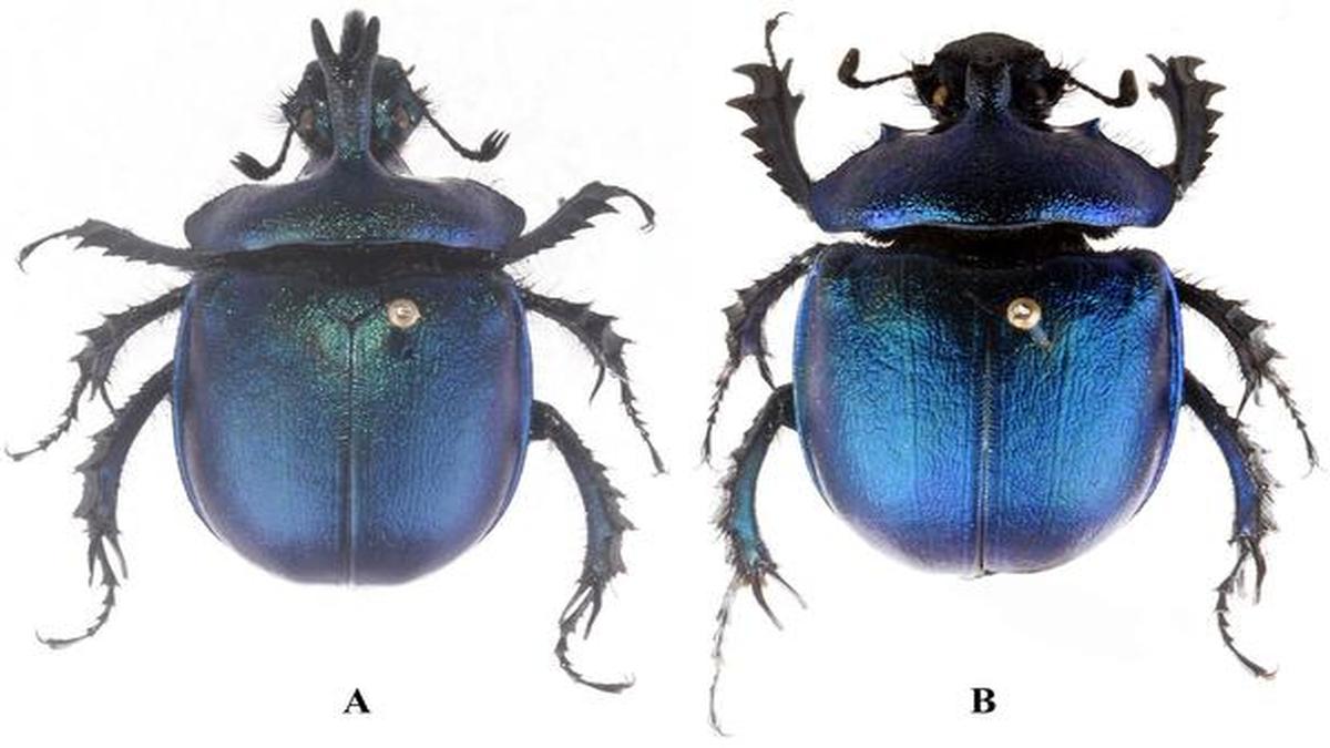 Tawang yields a new species of dung beetle - The Hindu