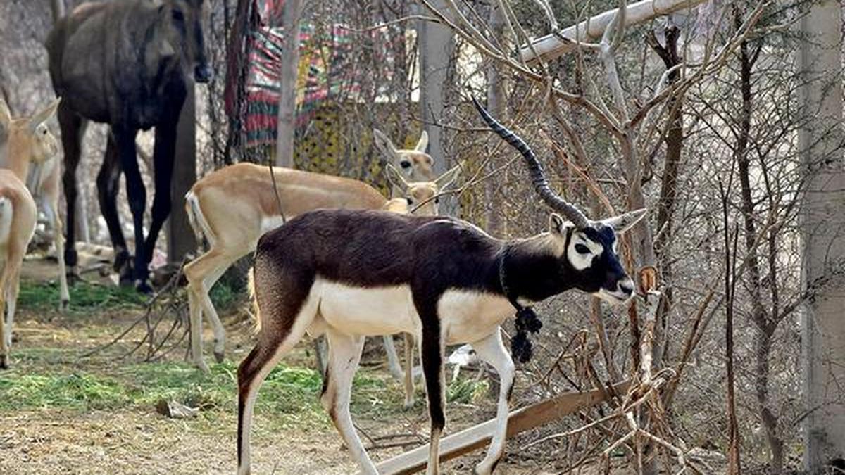 Caught down the wire: Punjab’s blackbuck fight for existence - The Hindu