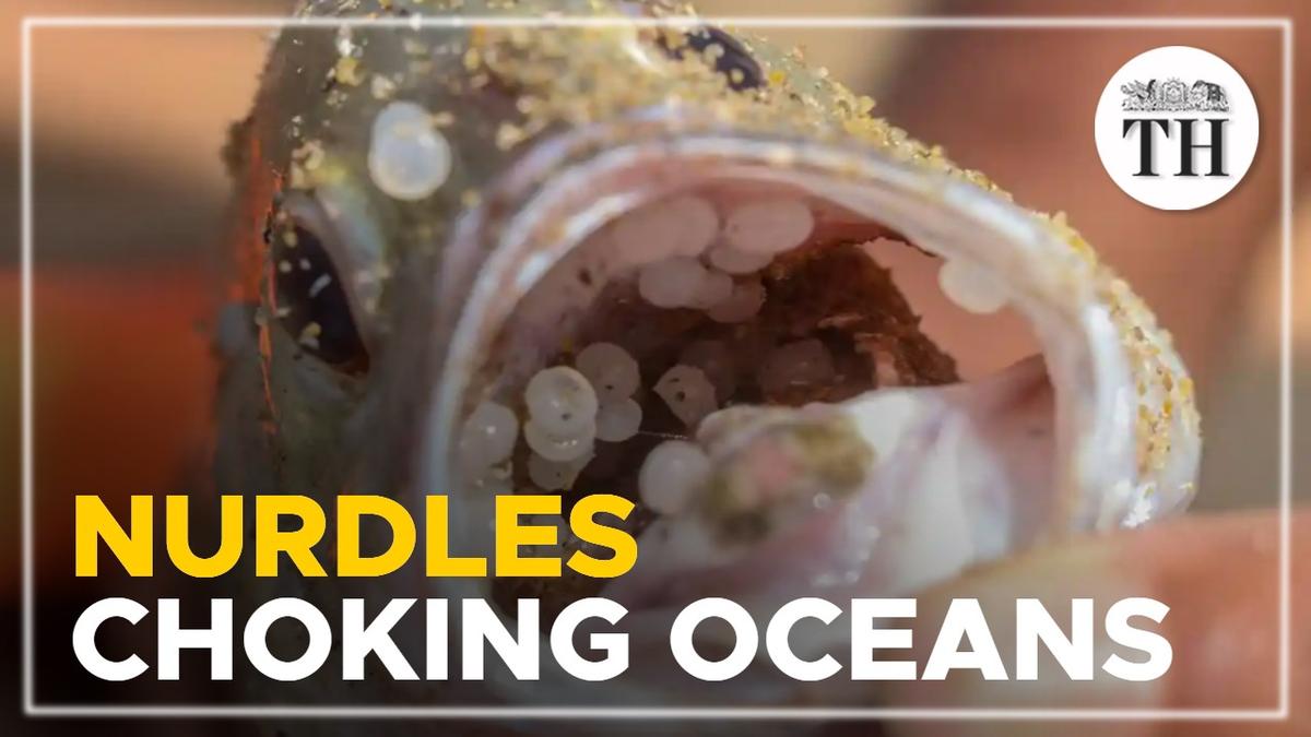 Watch | What are nurdles? - The Hindu