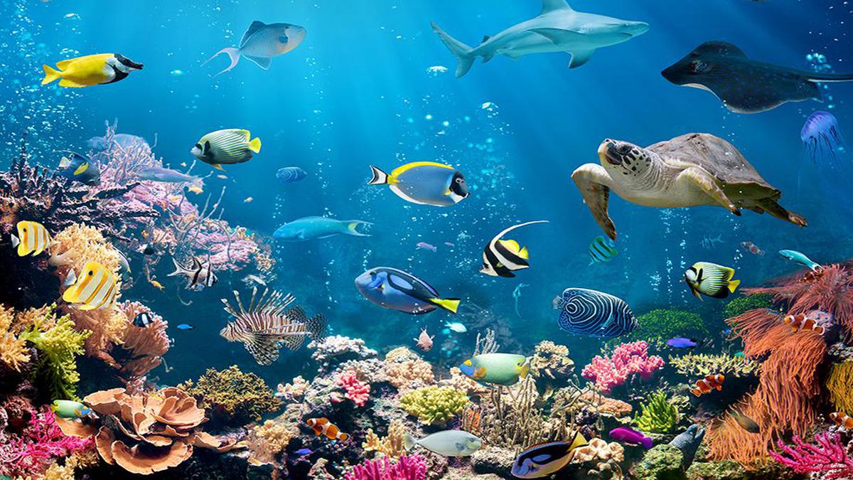 Into the Blue: India Plans Underwater Research Lab to Explore Marine Life