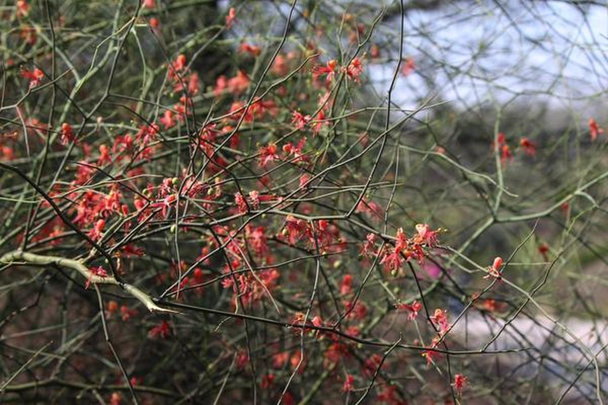 Types Of Thorny Bushes
